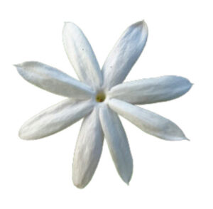 flower – Pichcha - Scout Welfare Shop - Colombo